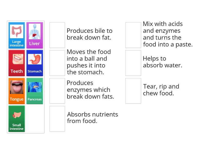 Retrieval Digestive system - Match up