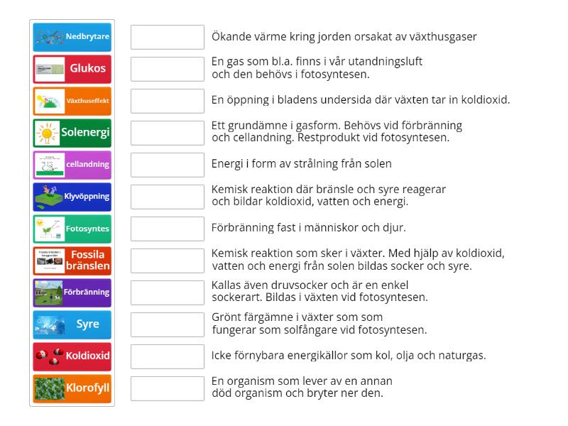 Fotosyntes och cellandning - Une las parejas