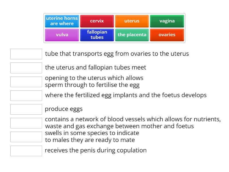 female reproductive system - Match up