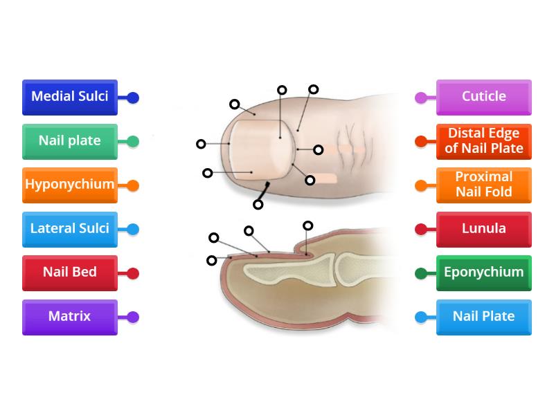 Anatomy of the toe - Labelled diagram
