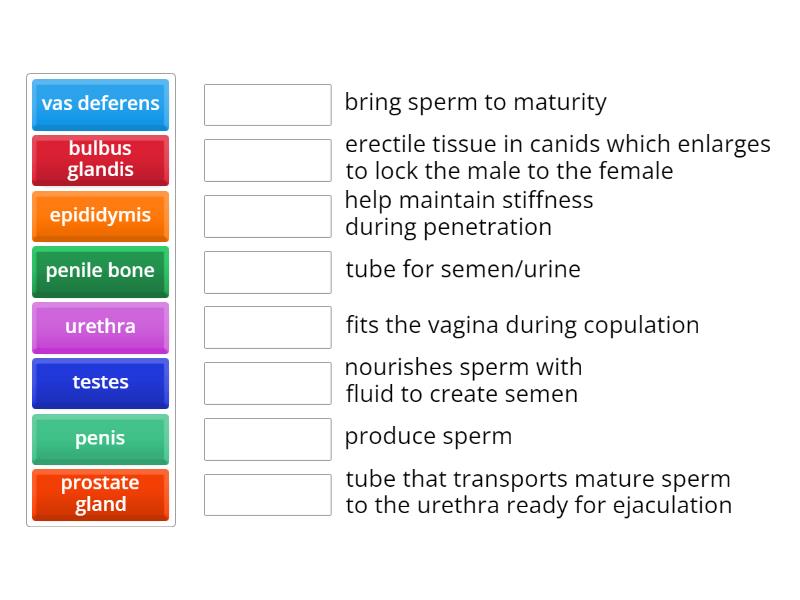 male reproductive system - Match up