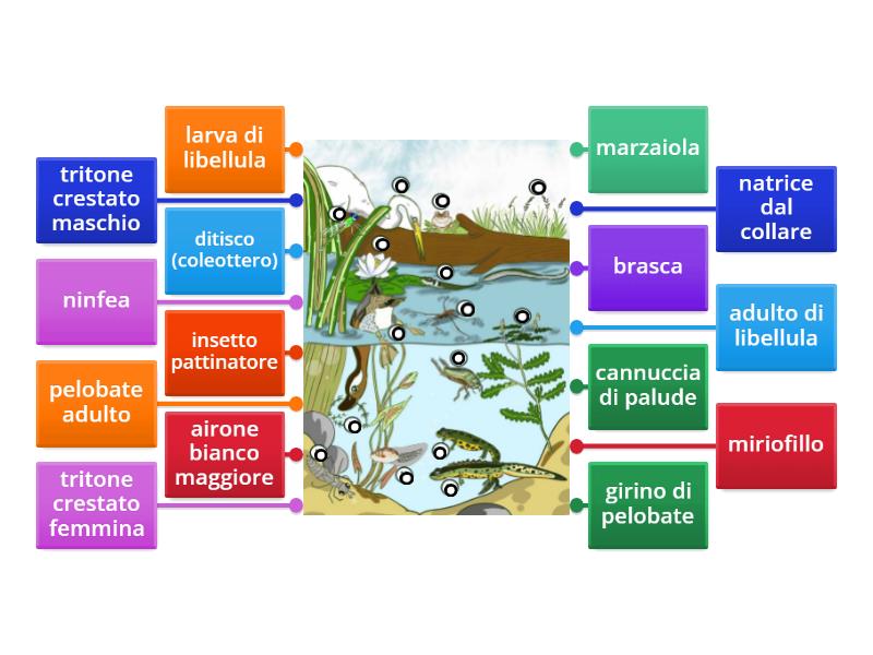 Toad - Labelled diagram
