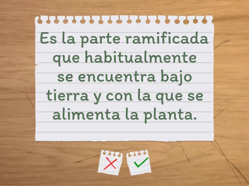 Partes de la Planta - Flash cards