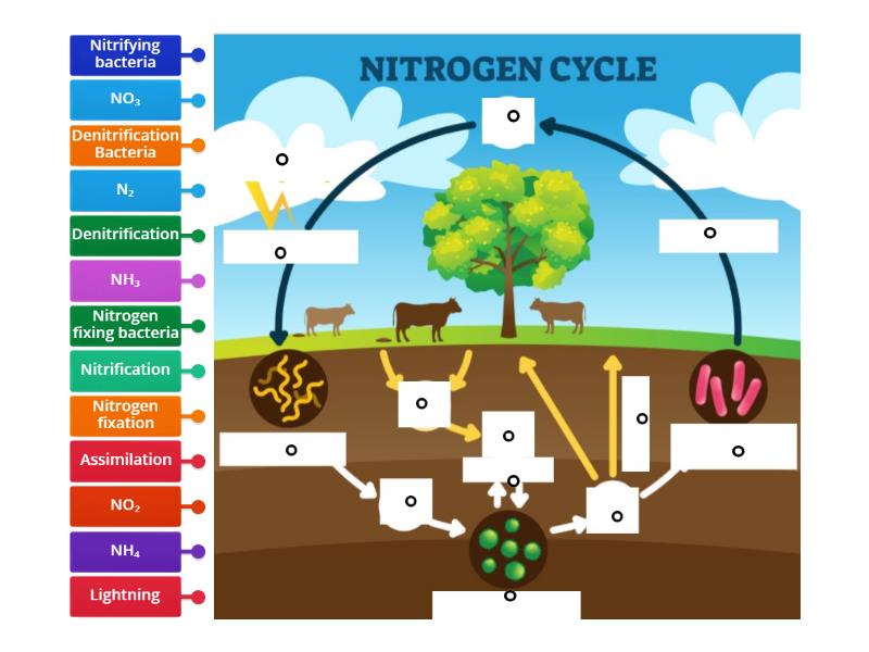 Nitrogen Cycle - Labelled diagram