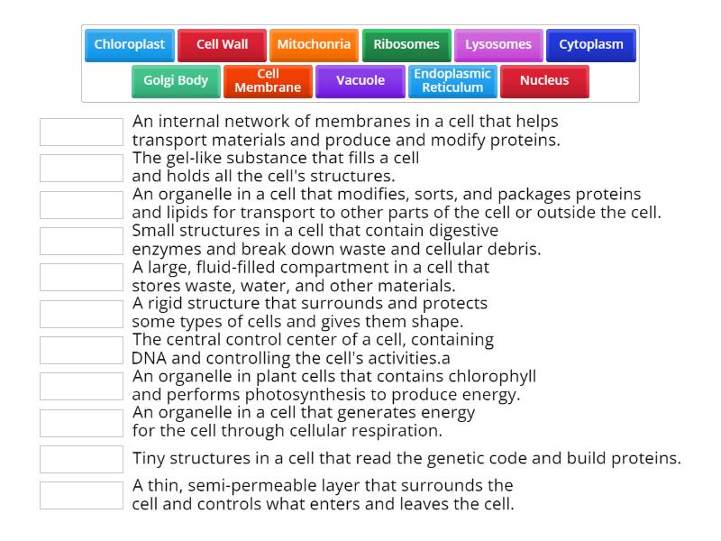 Cell Organelle Matchup - Match up