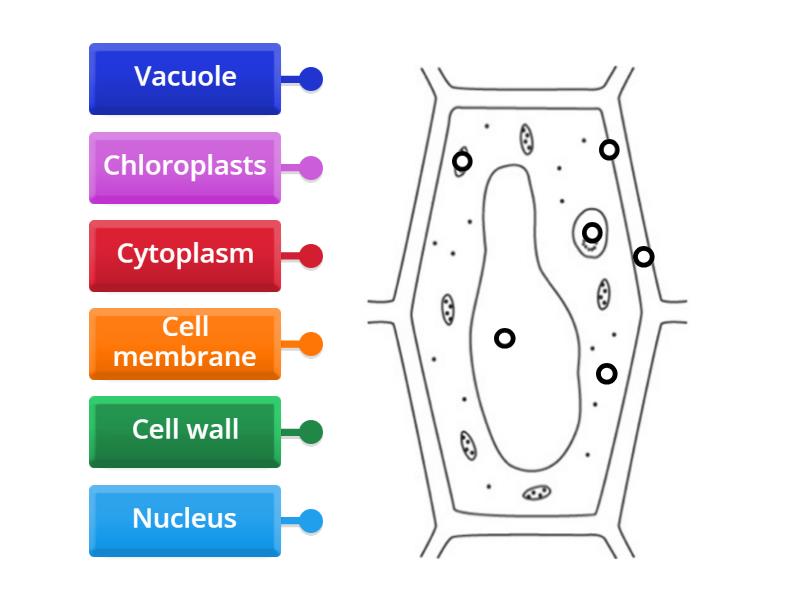 Cells - Labelled diagram