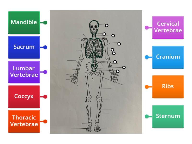 Axial Skeleton - Labelled diagram