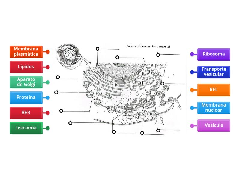 Sistema endomembranas - Labelled diagram