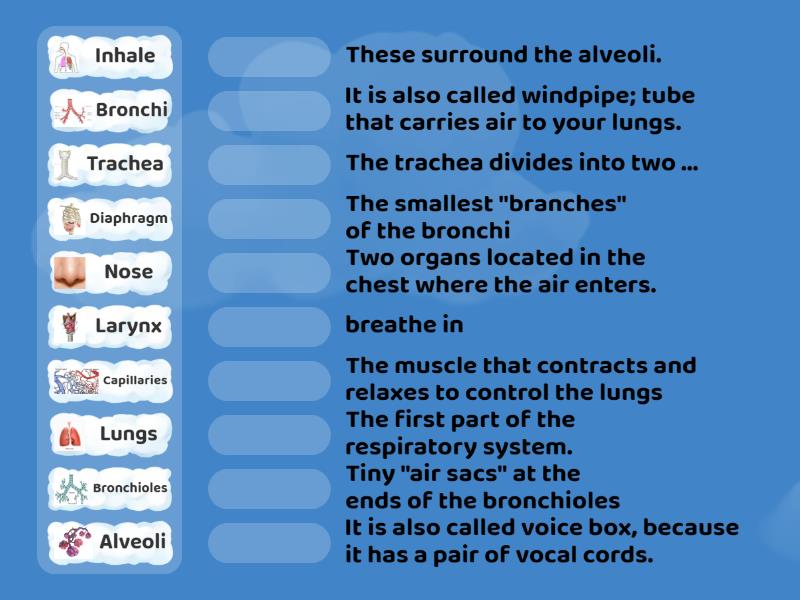 3. Respiratory system - Match up
