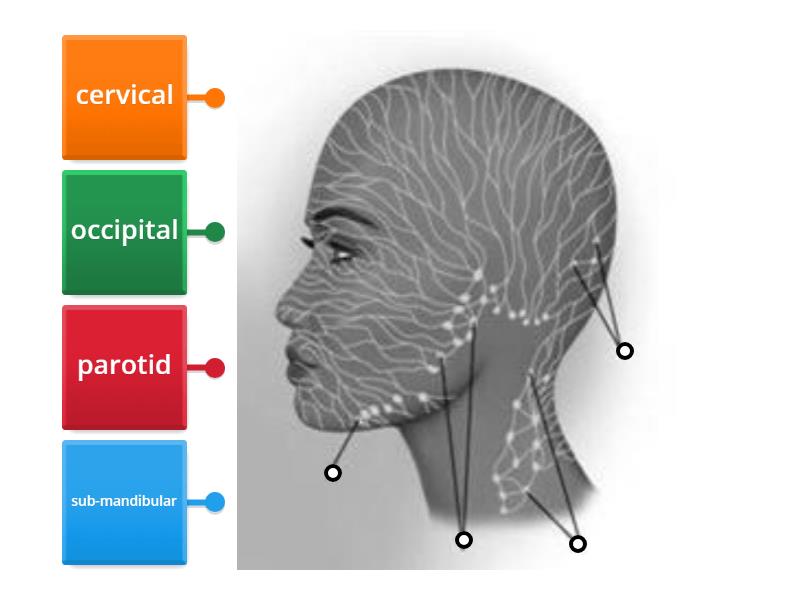 Lymph nodes of the head - Labelled diagram