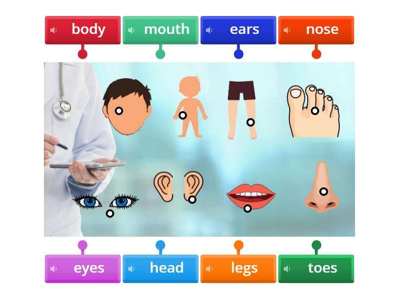 Chant - body parts - Labelled diagram