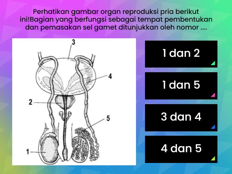 SISTEM REPRODUKSI PRIA - Cuestionario