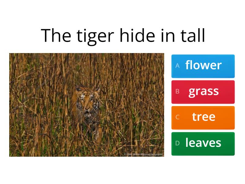 Where do animals hide? - Quiz