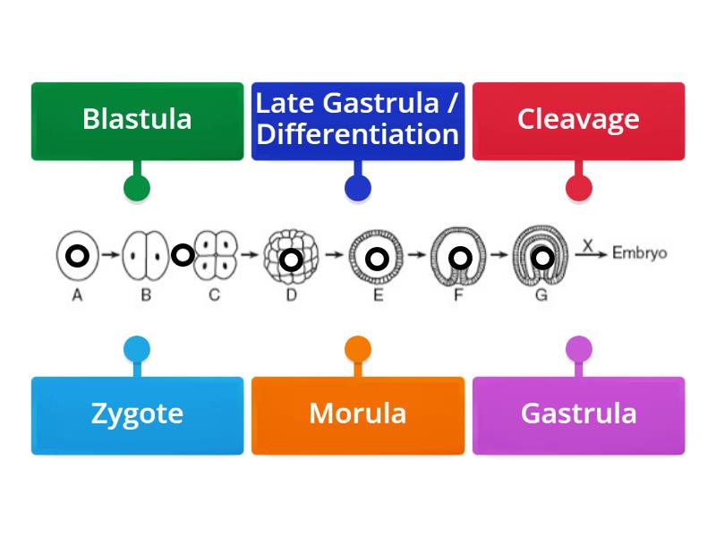 Stages of Development (After Fertilization) - Labelled diagram