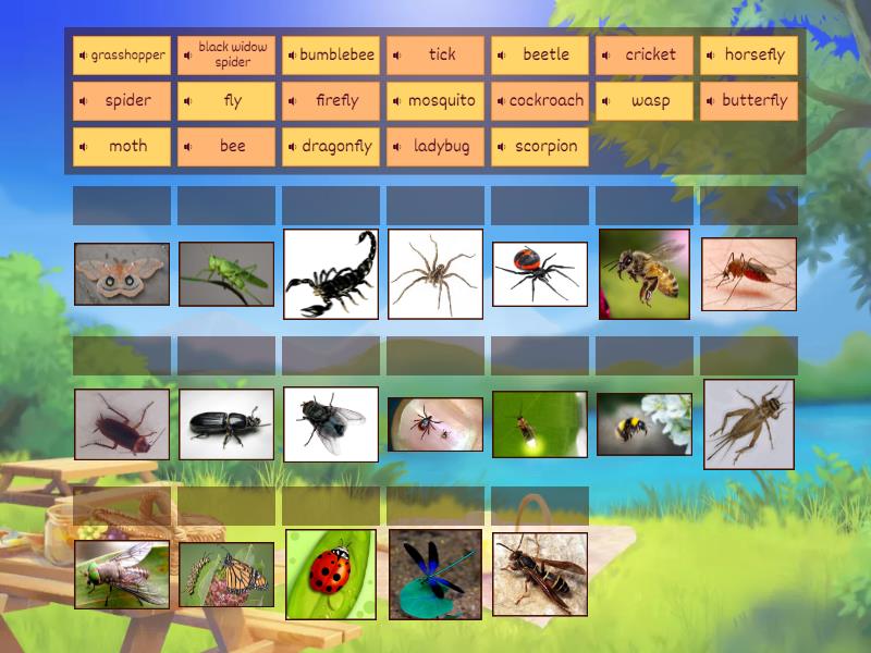 Insects and Arachnids (Page 39) - Match up
