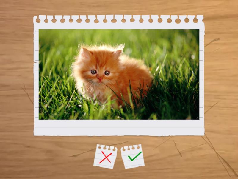 big\small - Flash cards