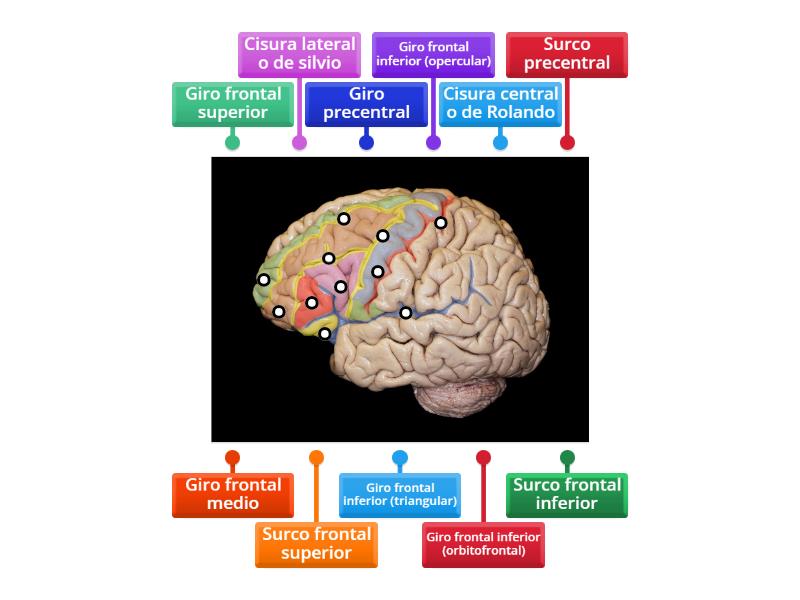 Lobulo Frontal - Diagrama con etiquetas