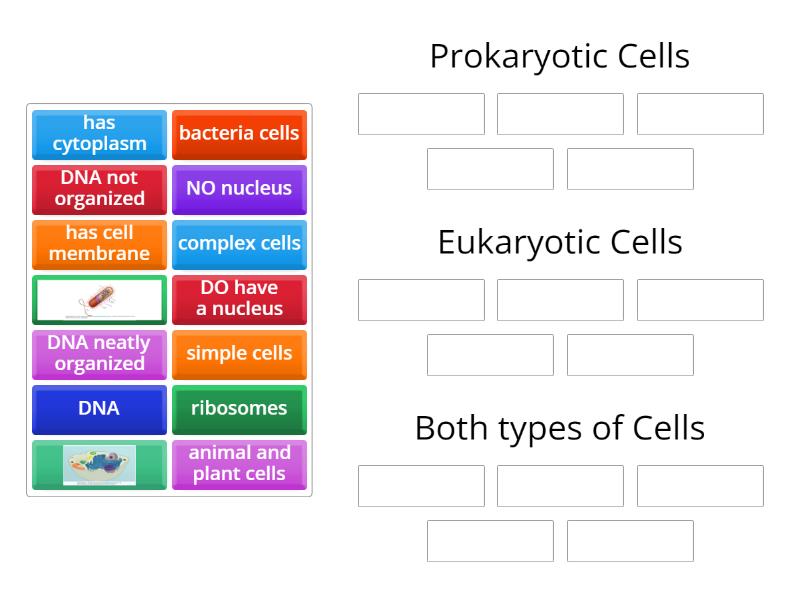Prokaryotic vs Eukaryotic Cells - Group sort