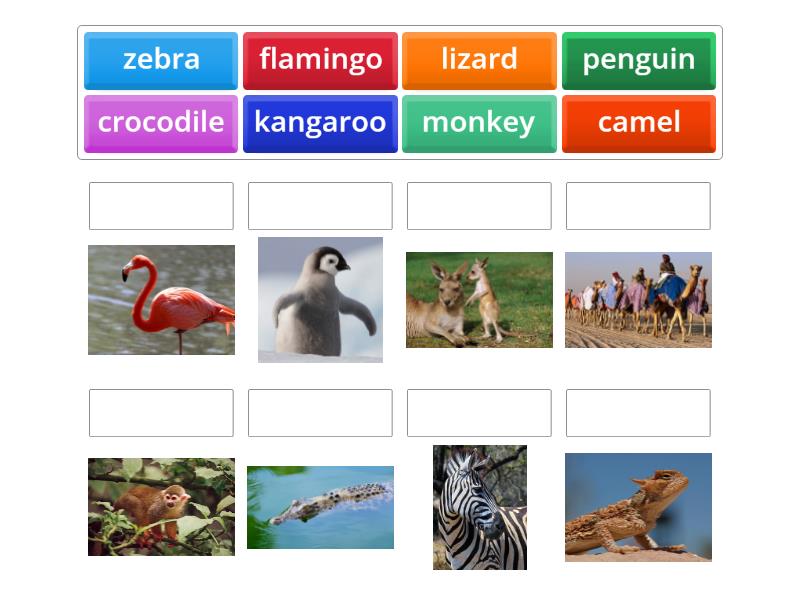 animals unit 5 - Match up