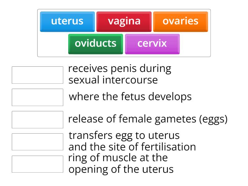 Function of the parts of the female reproductive system Cambridge IGCSE ...