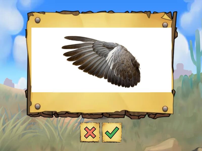 Excel 5. Parts of animals (look, tell and check) - Flash cards