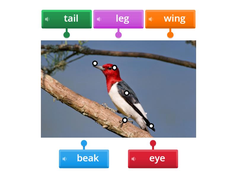 bird parts - Labelled diagram