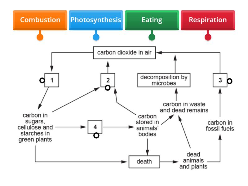 Carbon cycle (from OCR G paper) - Labelled diagram