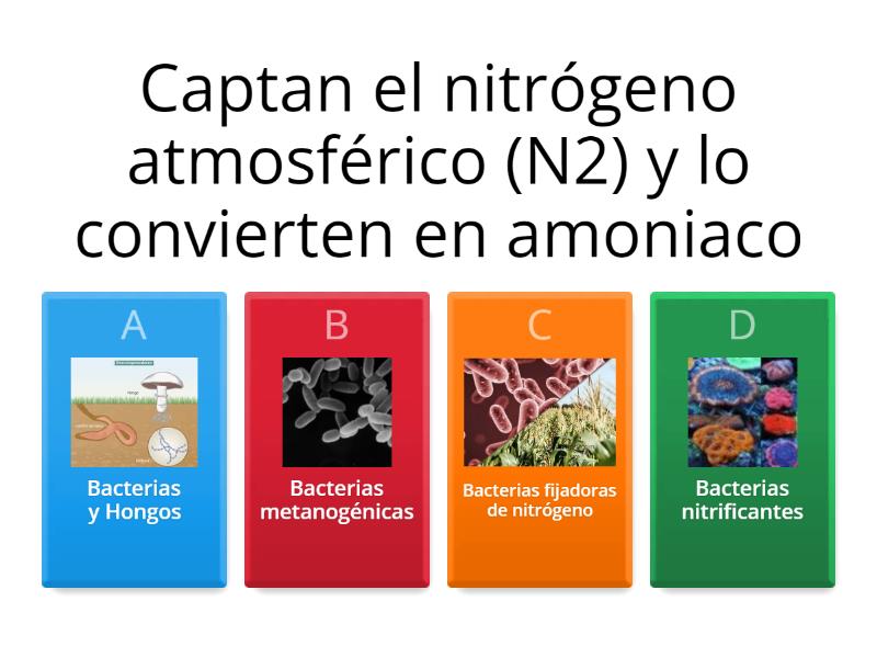 Ciclo del nitrógeno - Cuestionario