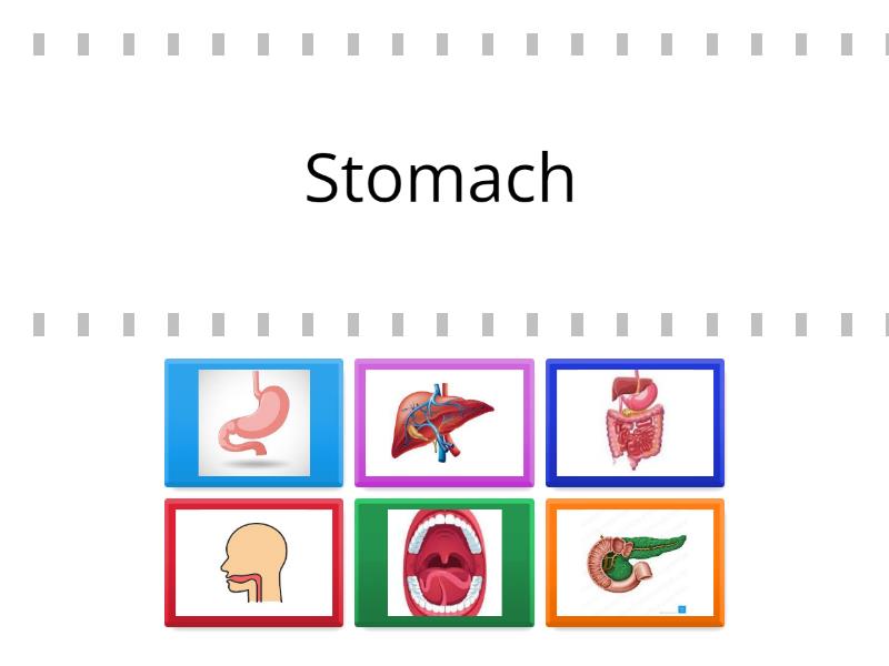 Digestive System - Find the match