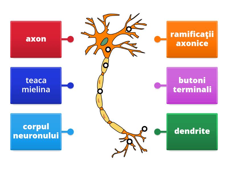 Neuronul - Labelled diagram
