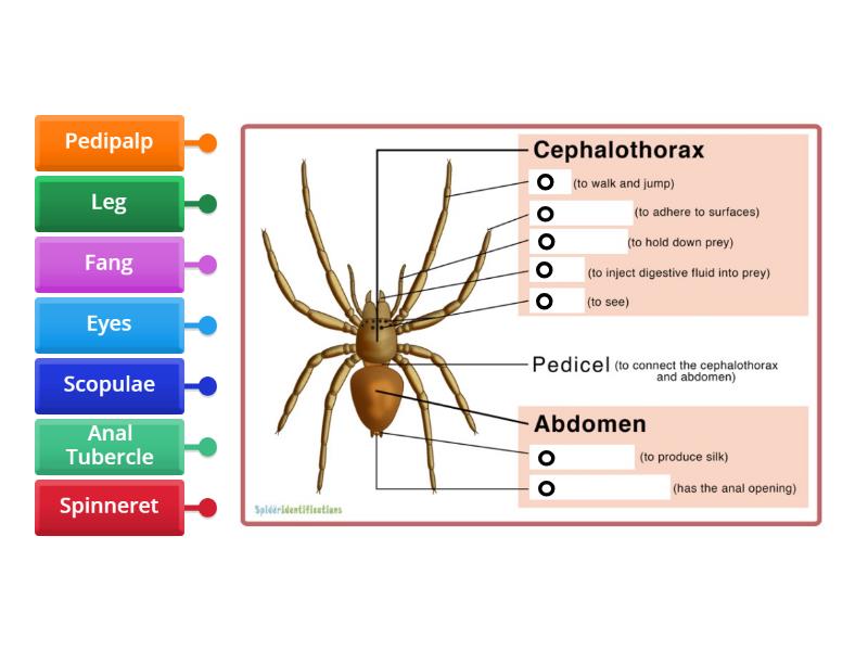 Part of a Spider - Labelled diagram