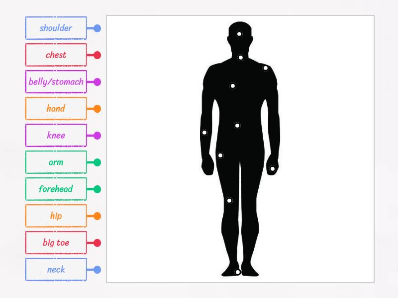 Body parts - Labelled diagram