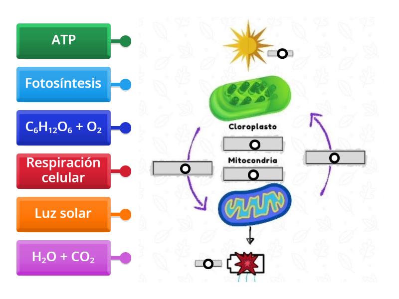Fotosíntesis Y Respiración Celular Diagrama Con Etiquetas