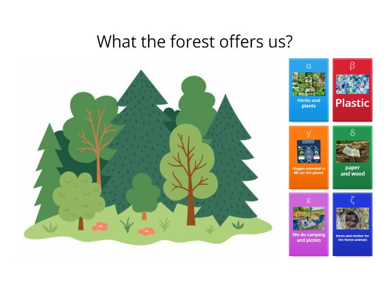 About the forest - Quiz
