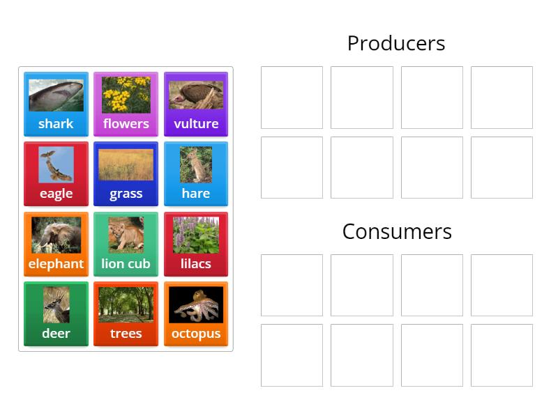 Cam 2_ Science_U4. Producer, Consumer - Group sort