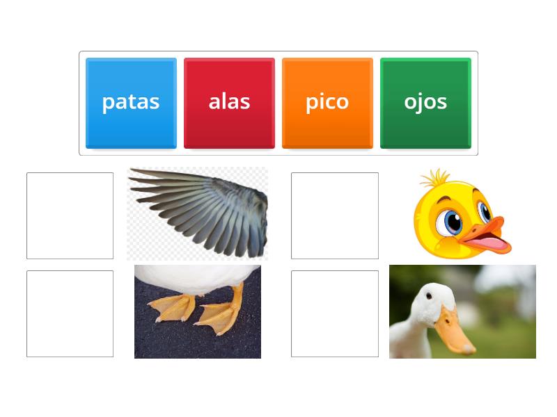 las partes de un pato - Match up