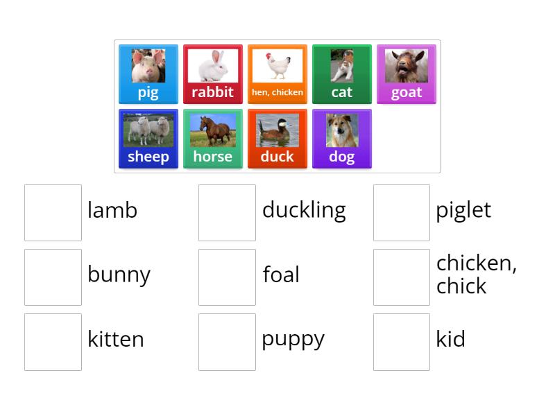 Animals: parents and babies - Match up