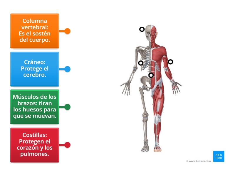 Recordando funciones y componentes del sistema esquelético y muscular ...
