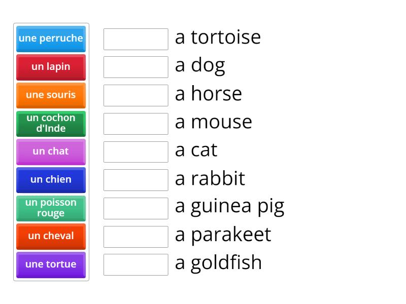 les animaux domestique - Match up