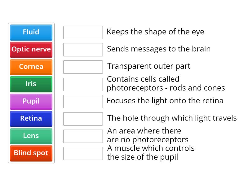 Part of the eye and its function - Match up