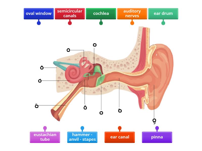 6th grade - 6th unit - EAR - Labelled diagram