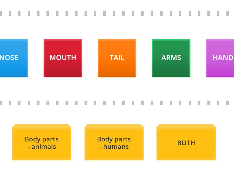How are we different? - body parts - Speed sorting