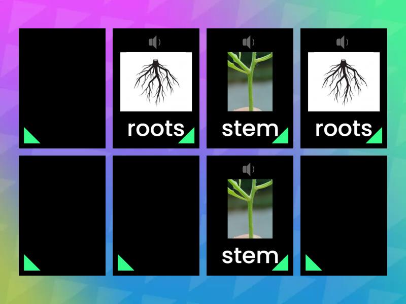 Parts of a plant - Matching pairs