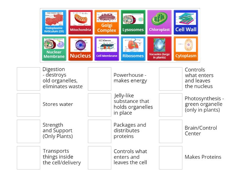 Cell Organelles functions - Match up