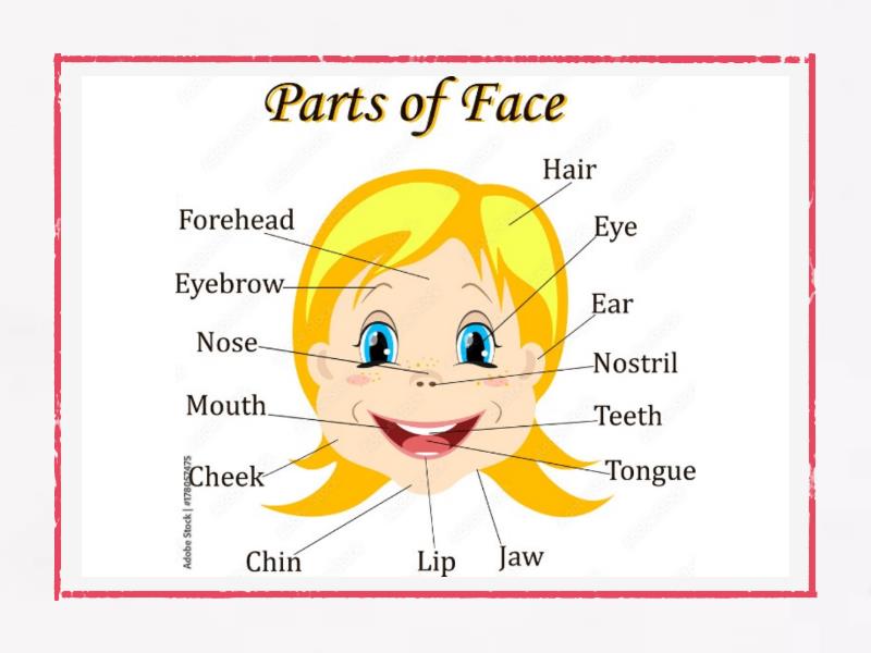 PARTS OF THE FACE - Flash cards