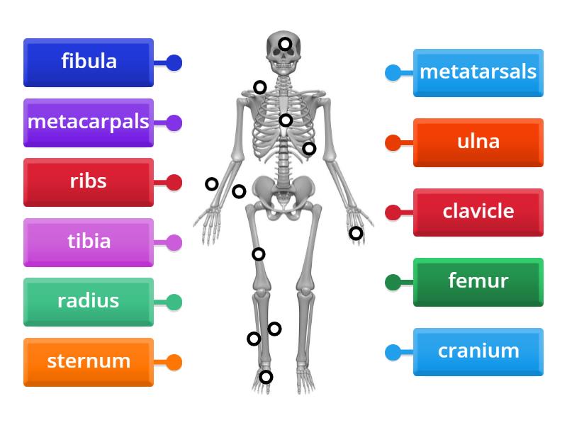 Label the Skeleton! - Labelled diagram