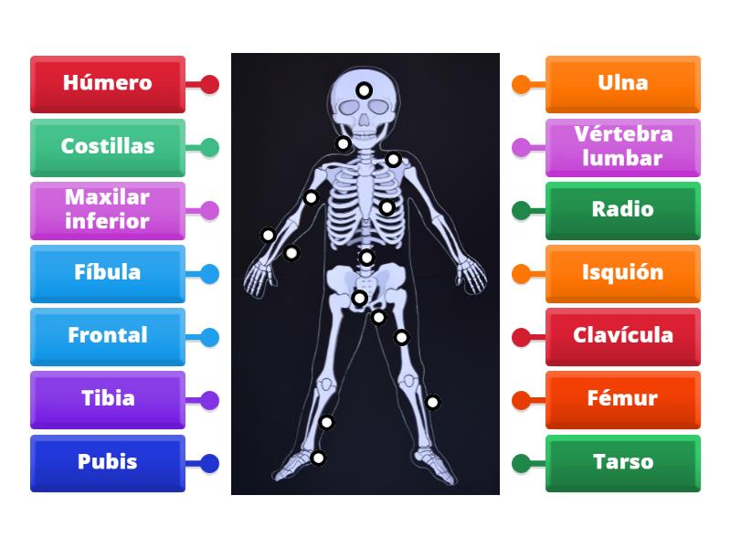 Nombre de partes del esqueleto humano - Labelled diagram