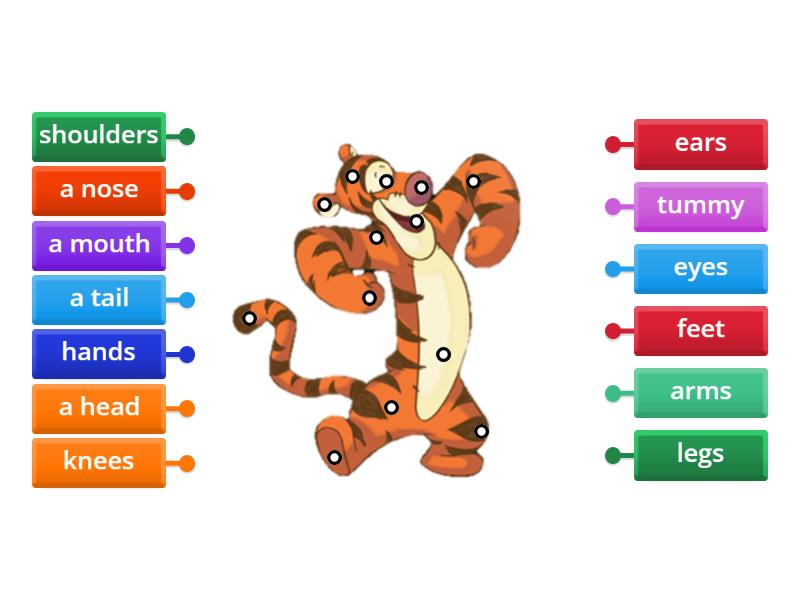 Body parts tiger - Labelled diagram