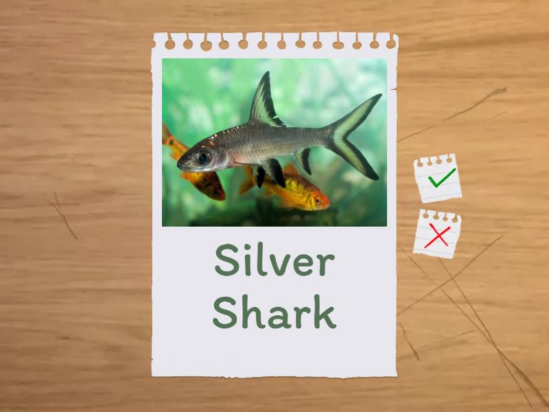 endangered- extinct - Flash cards