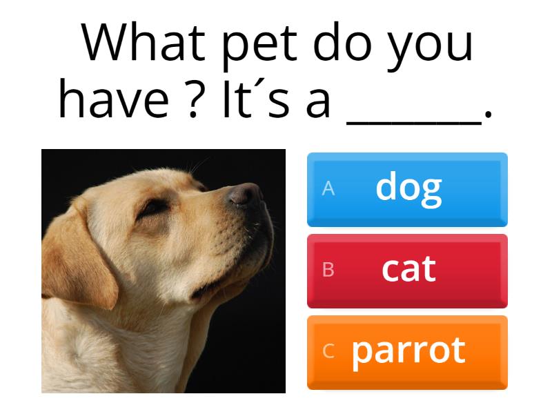 What pet do you have ? - Quiz